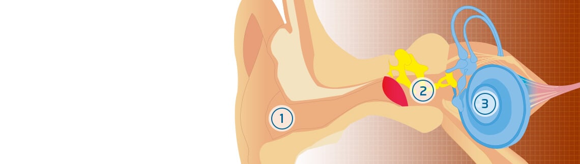 Hearing & How the Ear Works, Hearing Healthcare | Specsavers IE Hearing & How the Ear Works, Hearing Healthcare | Specsavers IE